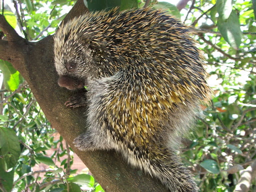 Ouriço-cacheiro, mamífero bastante comum nas roças brasileiras