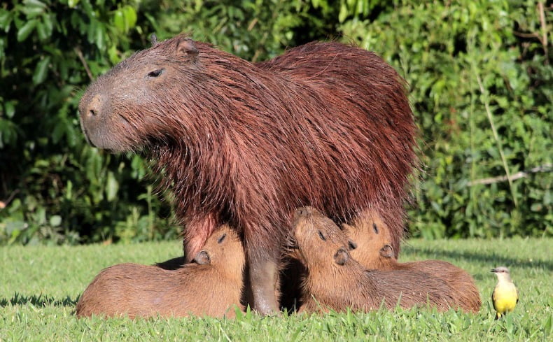 capivara 3