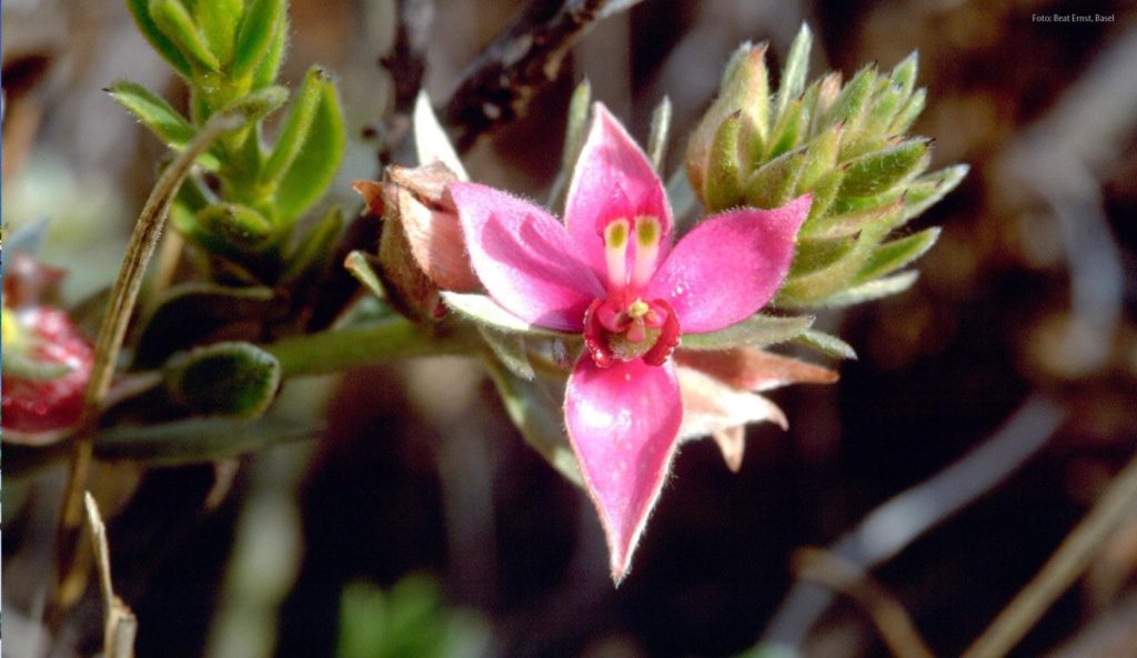 Origem, uso e propriedades medicinais da Ratânia