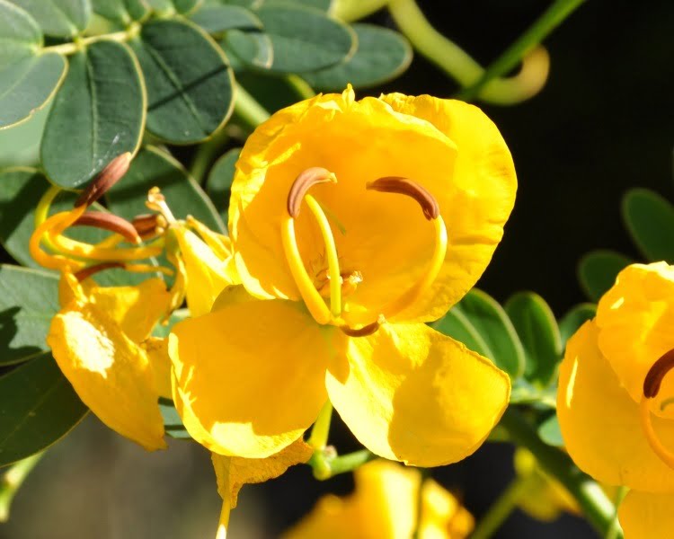 Canudo de Pito e suas aplicações no paisagismo e medicina popular