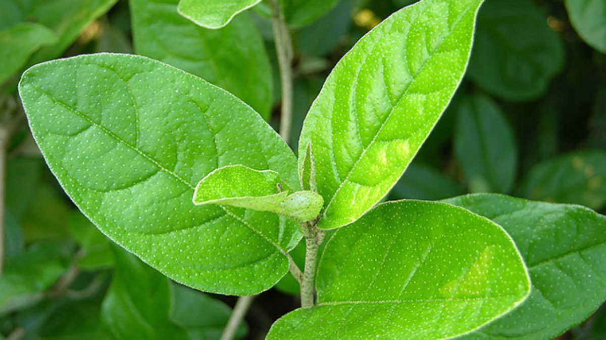 Sacaca (foto https://www.chabeneficios.com.br/cha-de-sacaca)