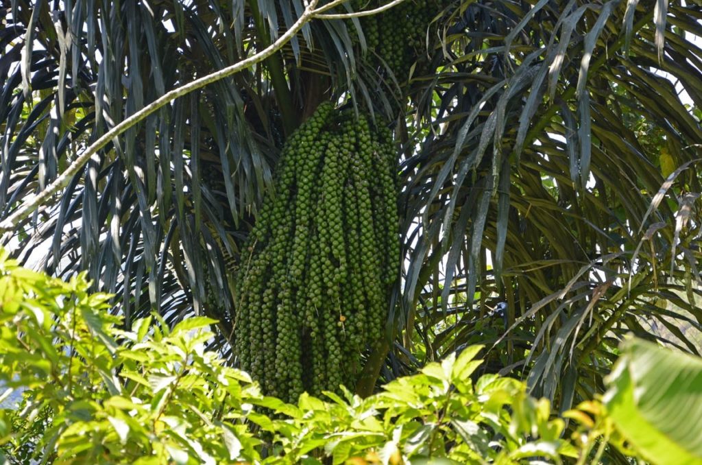 Origem e aplicação da Arenga na indústria e ornamentação