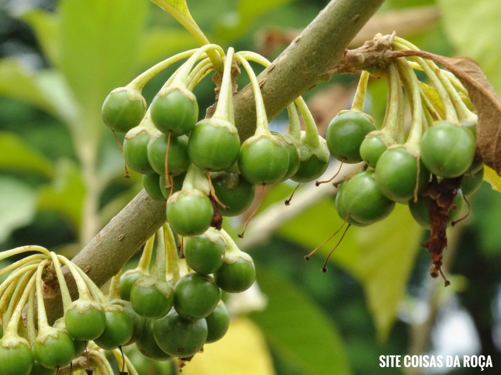 Origem e utilização da Fruta do Sabiá na alimentação e ornamentação
