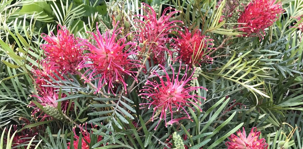 Origem e utilização da Grevília em projetos de paisagismo