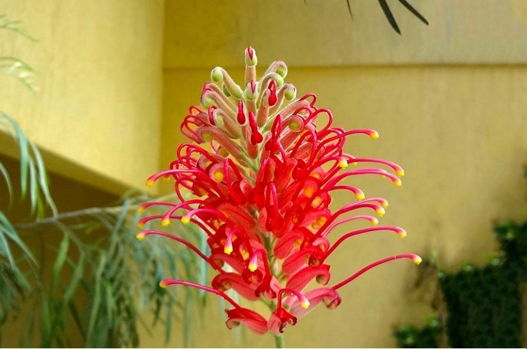 Origem e utilização da Grevília em projetos de paisagismo