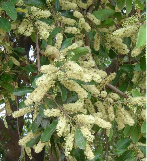 Origem e aplicação do Oiti na medicina popular e na ornamentação