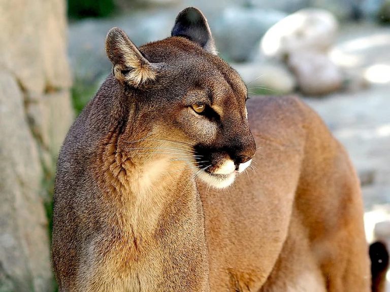 Onça-parda, um dos maiores felinos existentes no Brasil