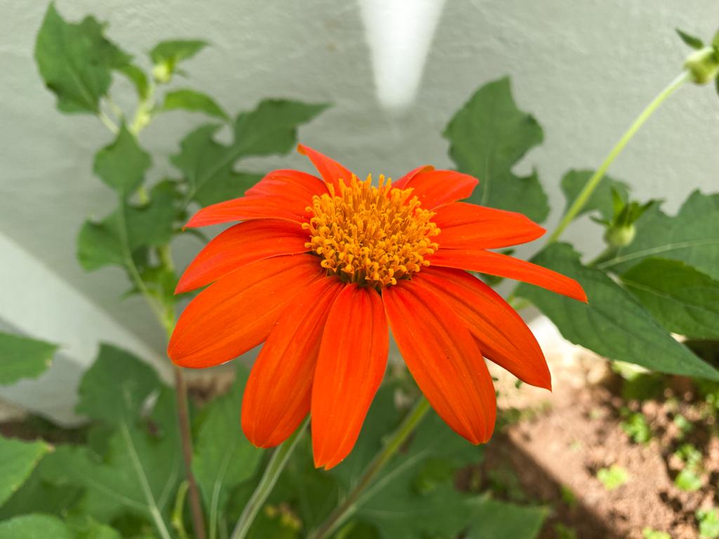 Girassol Mexicano Inflorescência Que Chama A Atenção Nos Jardins Foto Ângela Quinelato