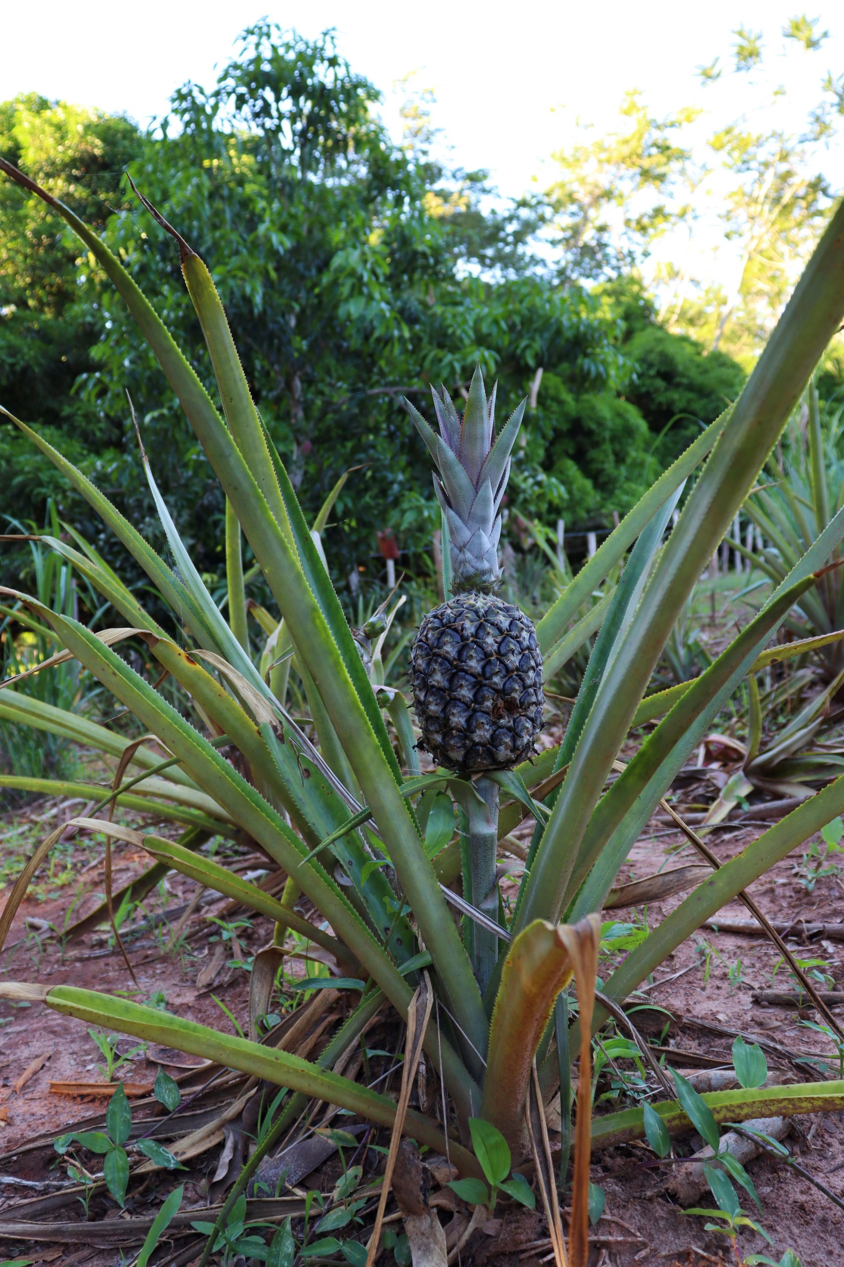 Abacaxi, infrutescência tropical repleta de benefícios à saúde