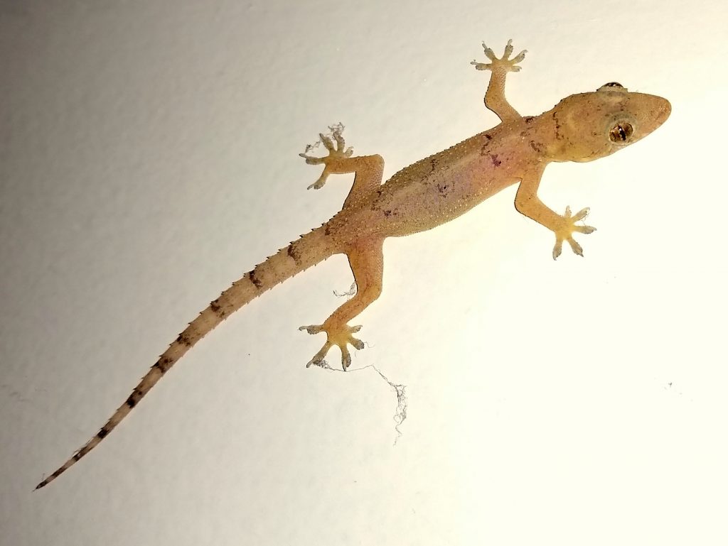 Lagartixa: o réptil que chama a atenção pela habilidade de escalada