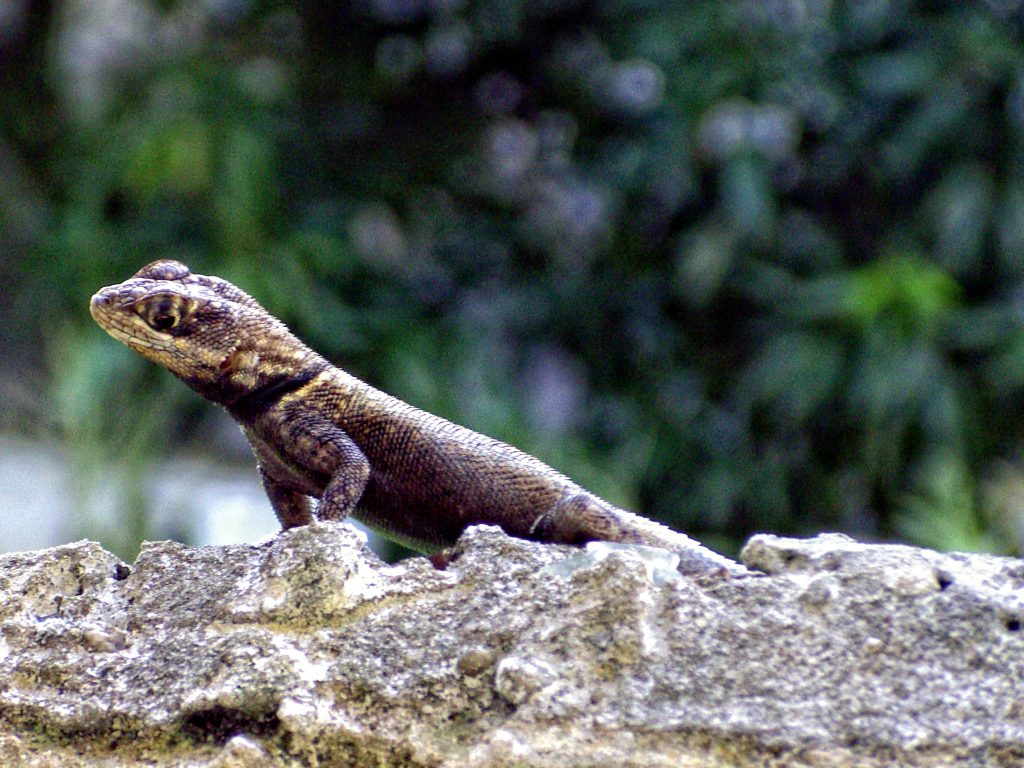 Calango, um dos répteis mais comuns nas construções brasileiras