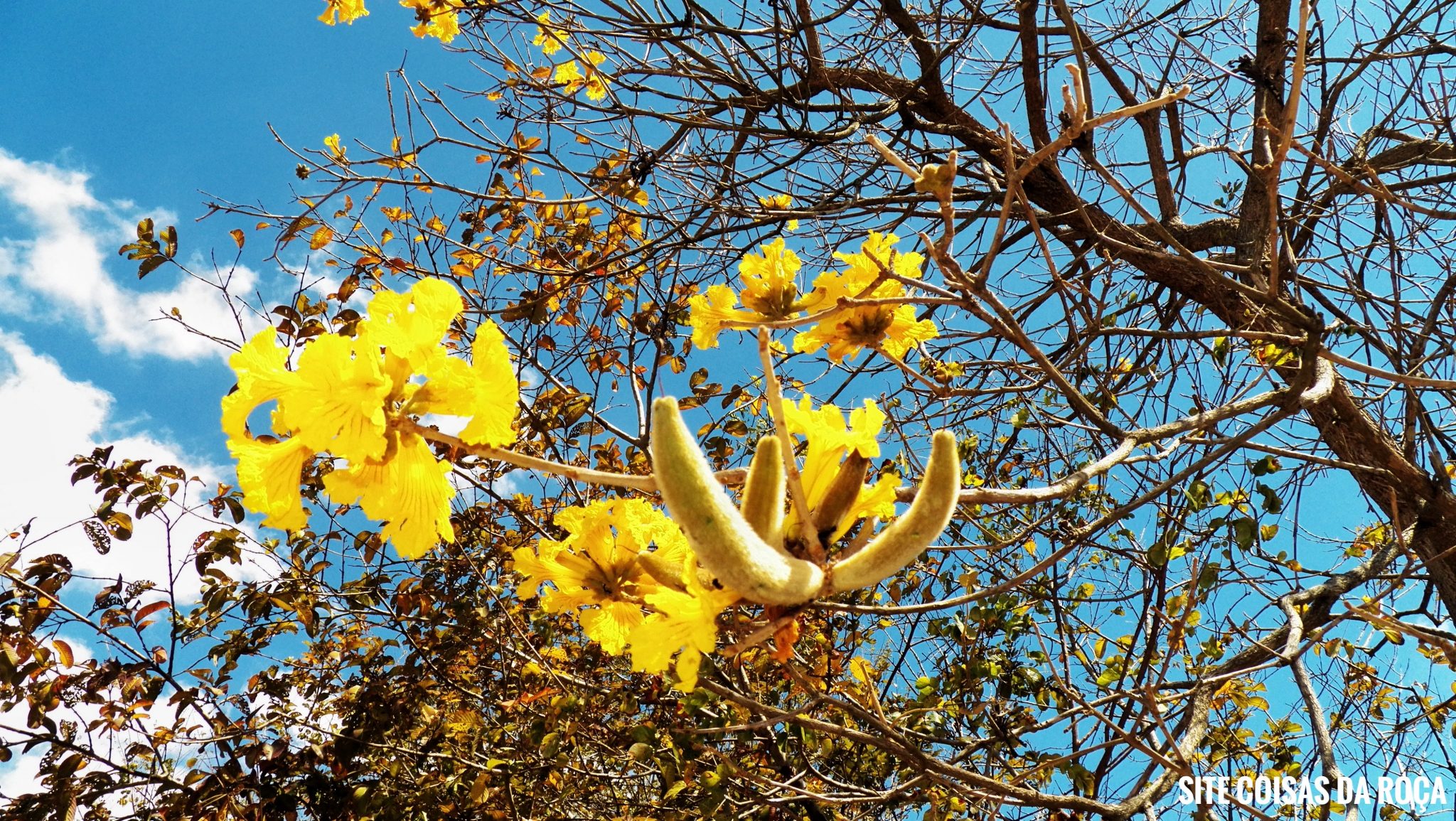Ipê-amarelo, considerada a árvore símbolo do Brasil