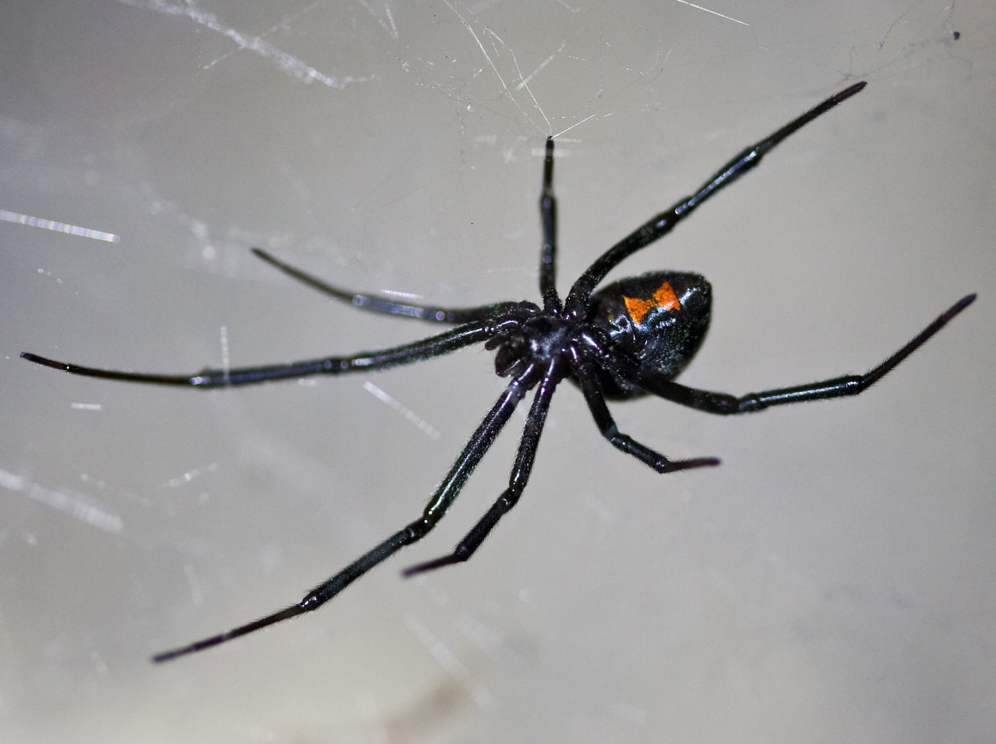 Viúva-negra, uma das mais belas e famosas aranhas do Brasil