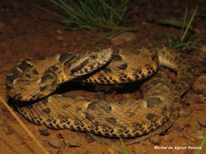 Jararaca-pintada, serpente de grande distribuição na América do Sul