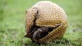 Tatu-bola, mamífero tímido e extremamente flexível