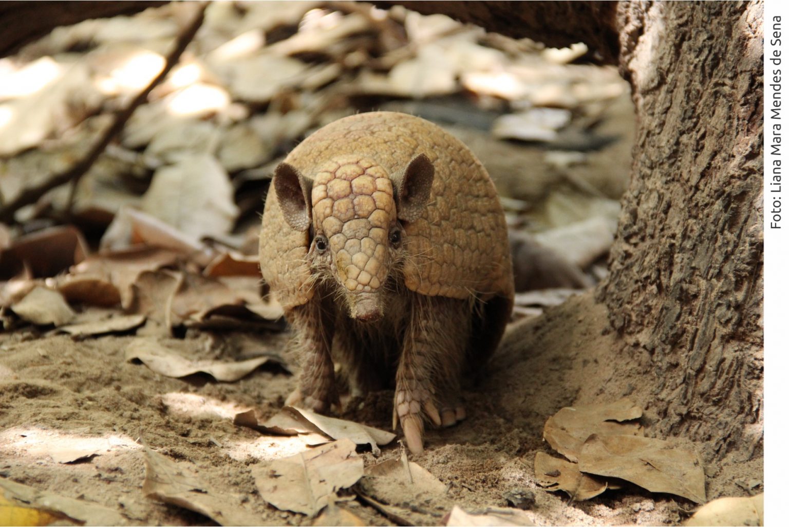Tatu-bola, mamífero tímido e extremamente flexível