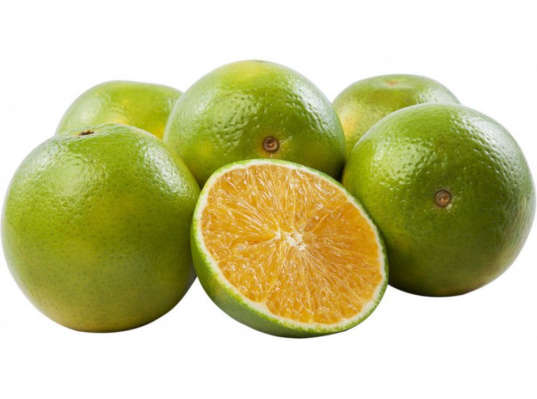 Os principais tipos de laranja mais consumidos no Brasil