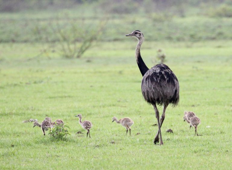 Ema, conhecida como a maior ave da América do Sul