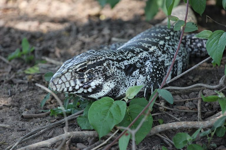 Teiú, o lagarto que chama atenção por seu tamanho e sua beleza