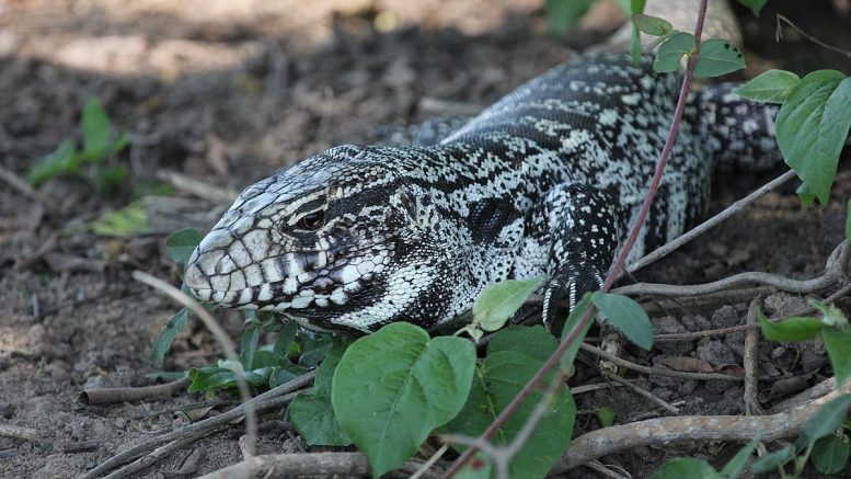 Muçurana, serpente conhecida como a "cobra-do-bem"
