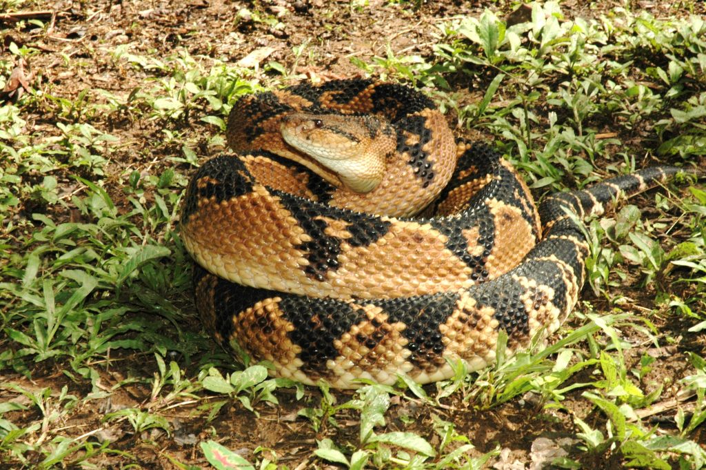 Surucucu, uma das serpentes mais belas e venenosas do Brasil