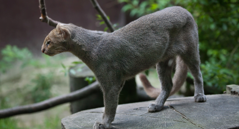 Jaguarundi, felino brasileiro ameaçado de extinção