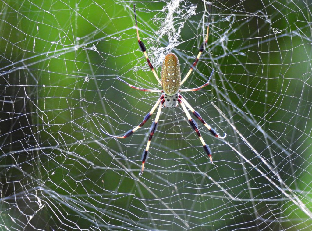 Néfila, conhecida como aranha-do-fio-de-ouro