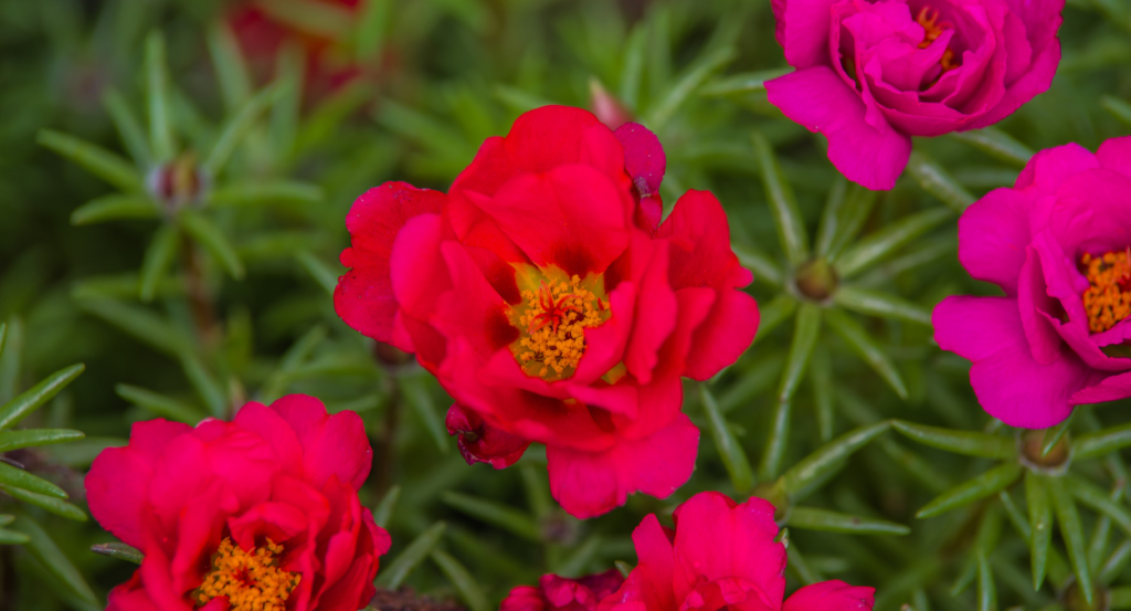 Flor onze-horas: plantinha colorida que enfeita os jardins