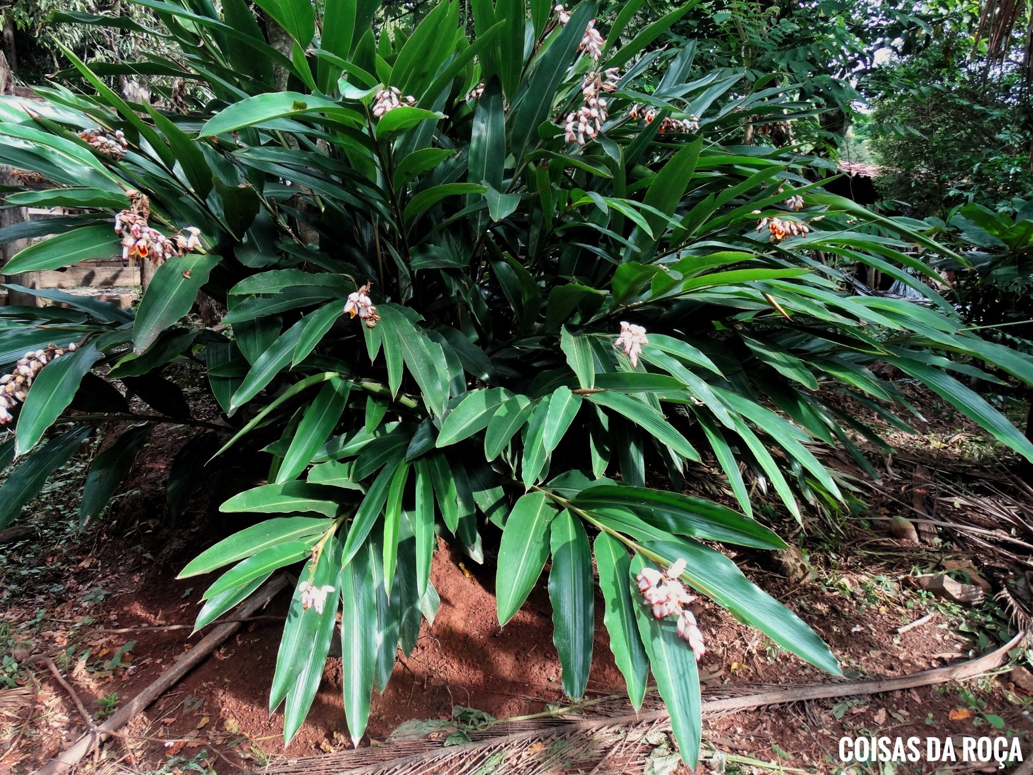 Pacová, planta ornamental rica em propriedades medicinais