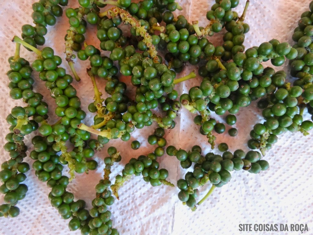 O que é rizicultura