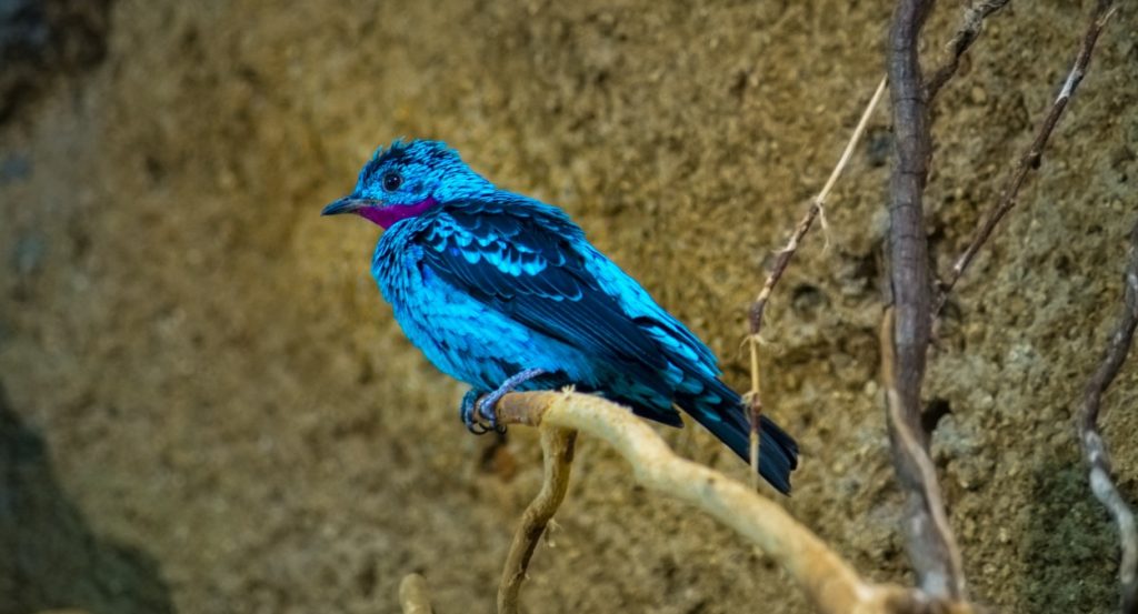 Cotinga-pintado, uma das aves mais belas e coloridas da Amazônia