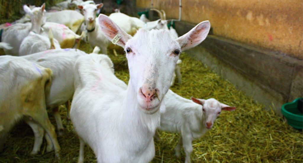 Besouro-gigante: o maior besouro do mundo é brasileiro!
