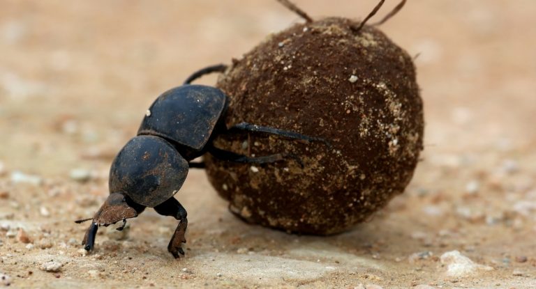 O Fascinante Besouro Rola-Bosta: Um Herói Silencioso da Natureza