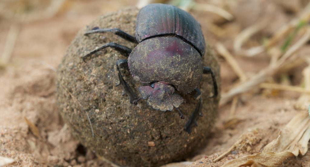 17 Curiosidades sobre besouros que você ainda não conhecia