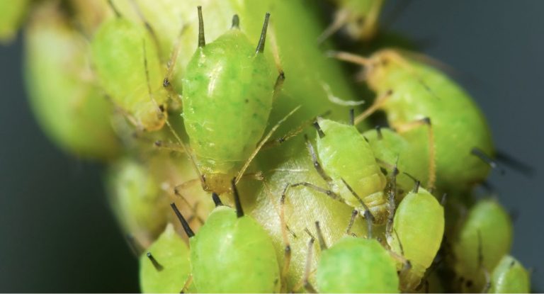 De onde vem o pulgão das plantas?