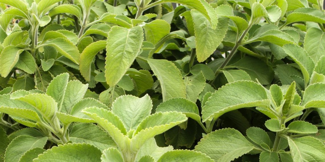 Boldo Chileno: para que serve e como usar?