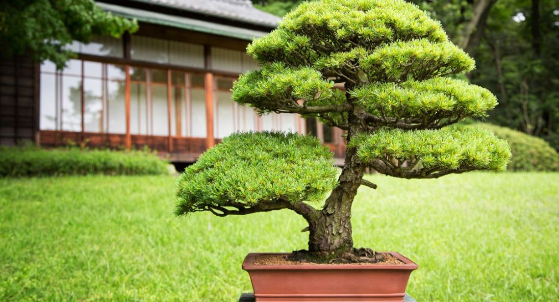 Como cuidar de um bonsai? Confira um guia completo