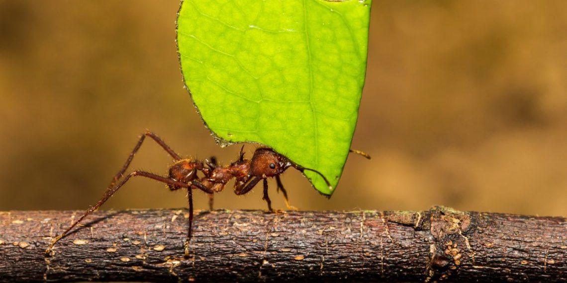 Borboleta 88, uma das espécies de borboletas mais raras do mundo