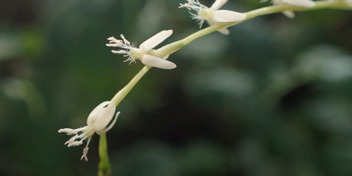 Para que serve o chá de guiné?