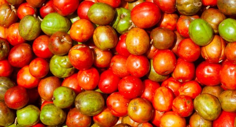 Para que serve o chá de siriguela?