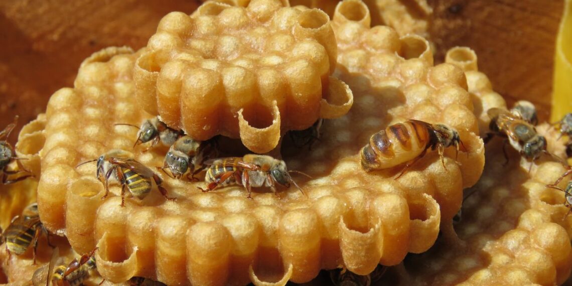 Formiga-Leão: Uma Caçadora Implacável do Reino Animal