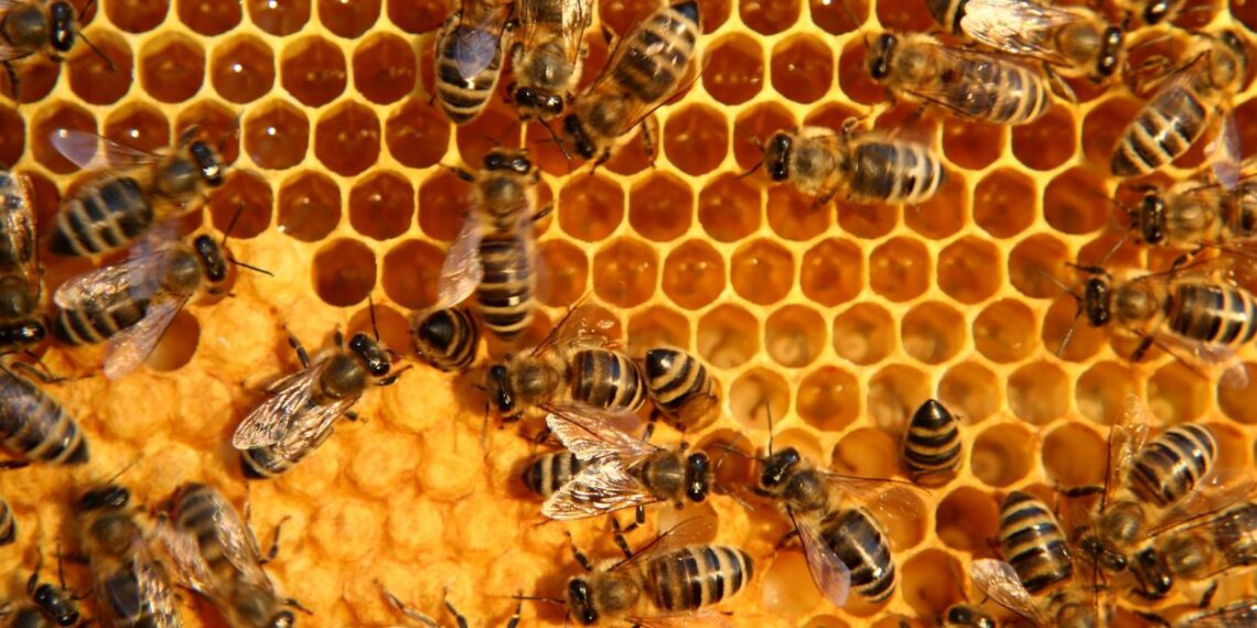 Formiga-Leão: Uma Caçadora Implacável do Reino Animal