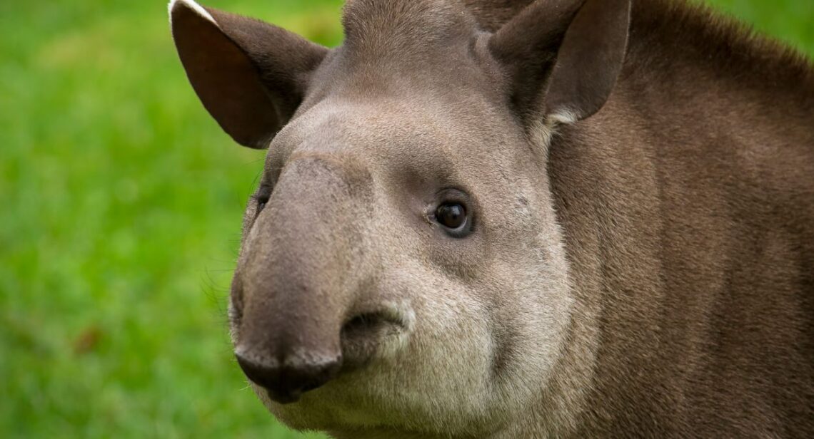 11 Curiosidades sobre a anta que você nem fazia ideia!