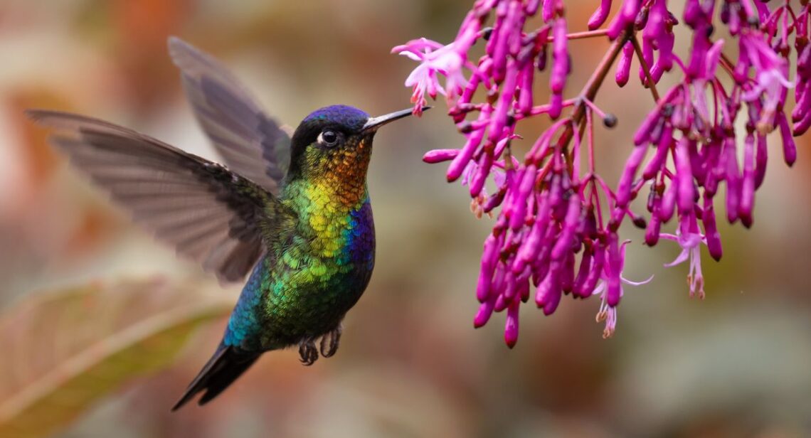10 Curiosidades sobre beija flor que você não sabia