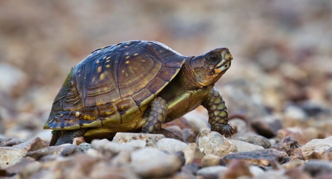 12 Curiosidades sobre jabuti que você não conhecia