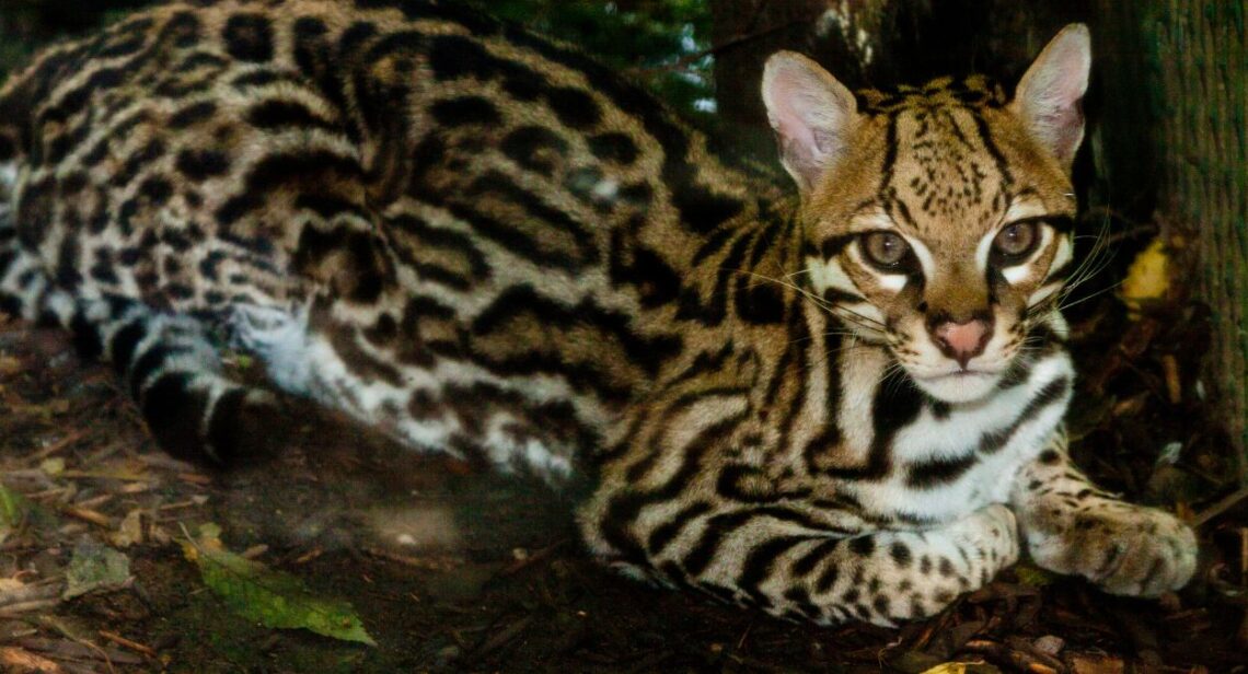 10 Curiosidades sobre a jaguatirica para você se encantar