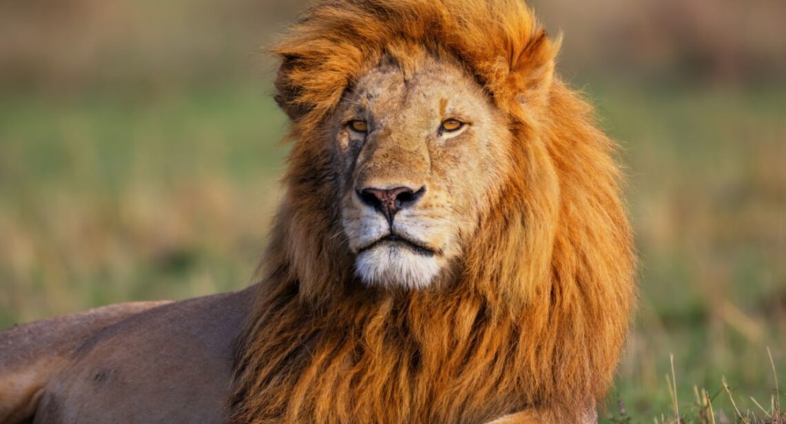 Curiosidades sobre o leão: conheça o rei do reino animal