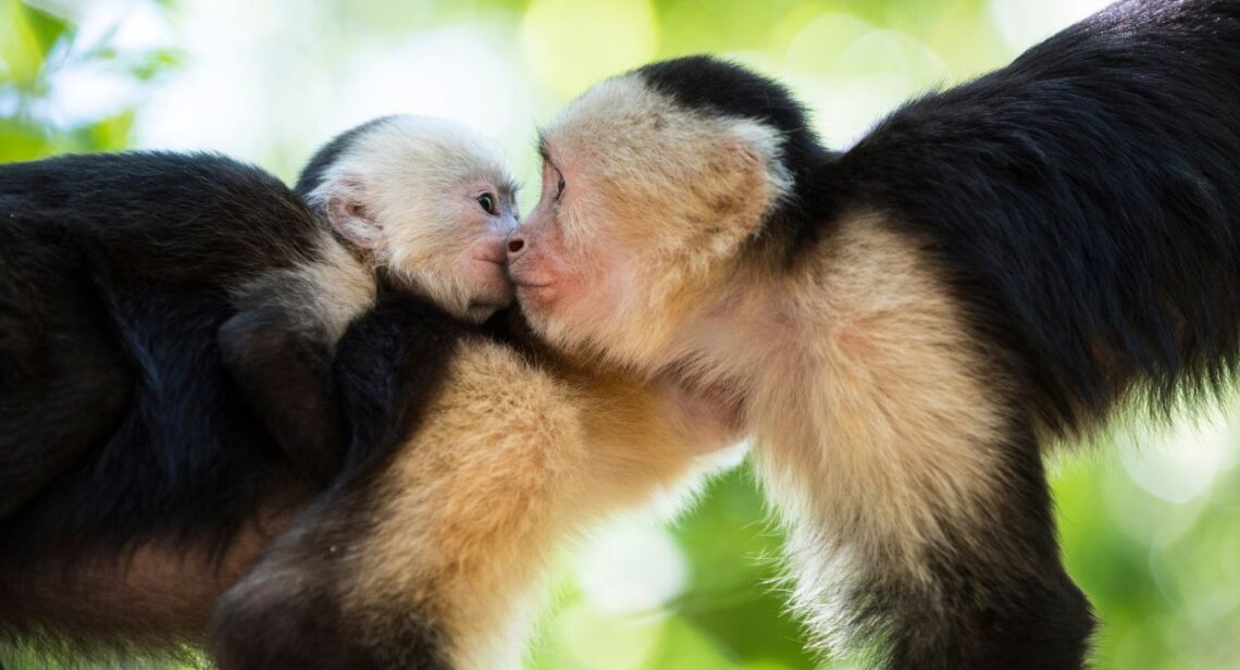 10 Curiosidades sobre os macacos que vão te surpreender