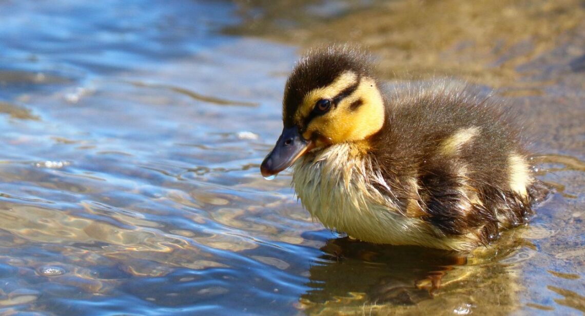 12 Curiosidades sobre patos que você nem imaginava