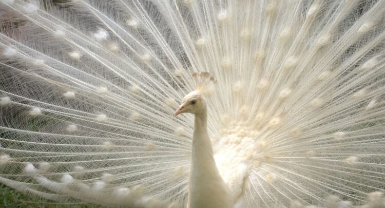 10 Curiosidades sobre o pavão que você não fazia ideia!